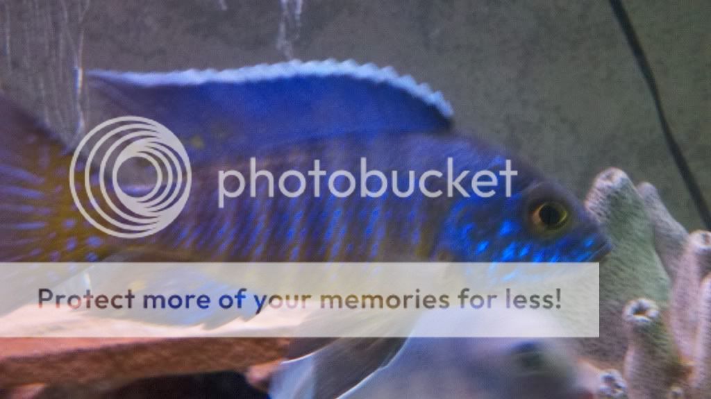 ngara flametail? | Cichlid Fish Forum